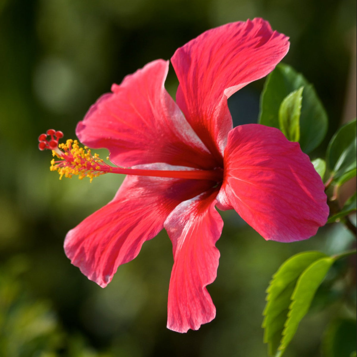 Hibiscus – Three Spirit US